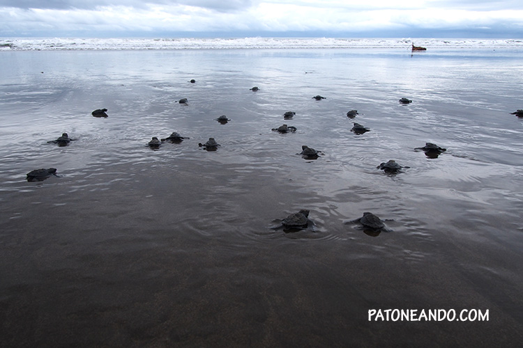 Tortugas marinas del Pacífico (o el día que casi pierdo un pie)|Patoneando